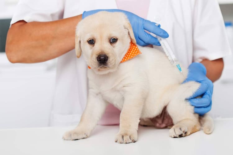 The Complete Pet Vaccine Schedule for Dogs and Cats (2026 Update) | Pet ...