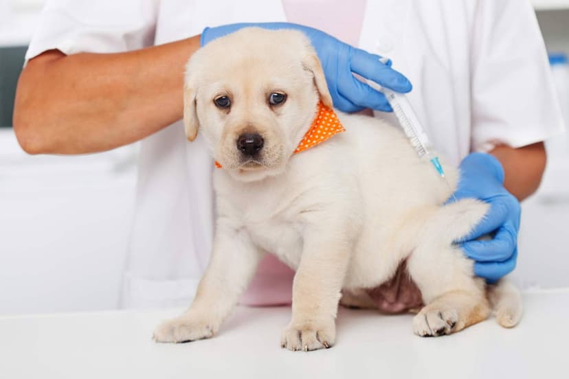 The Complete Pet Vaccine Schedule for Dogs and Cats (2026 Update) | Pet ...
