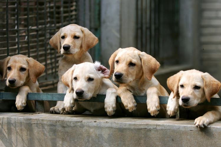 Shelter vs. Rescue vs. Breeder: Which Is Right for You? | Pet Adopt Now