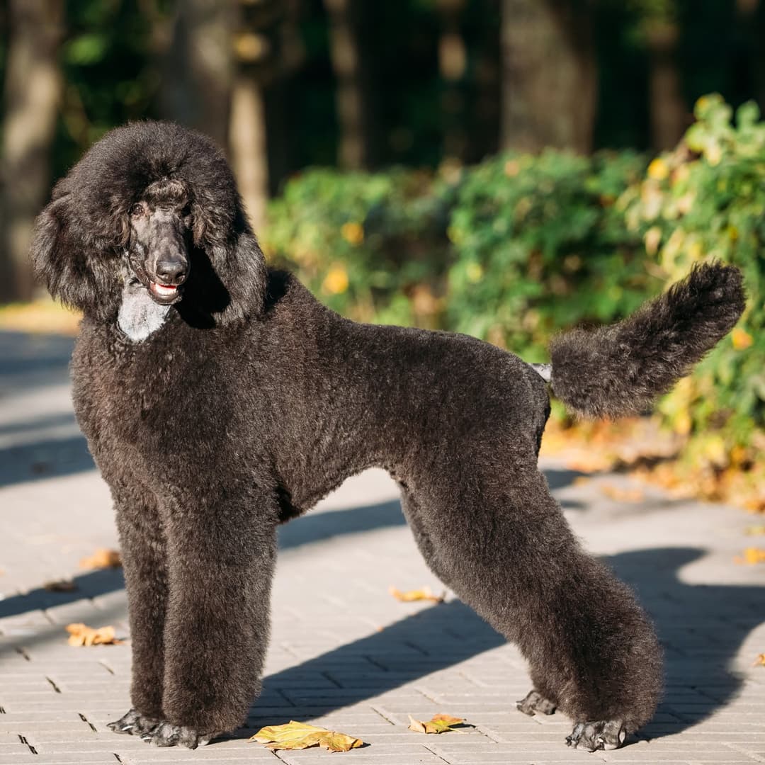 Poodle — Dog Breed Info, Traits & Care Guide | Pet Adopt Now