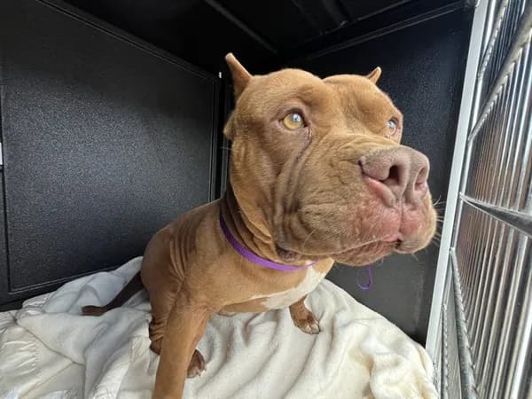 Adopt Helio - American Pit Bull Terrier in San Luis Obispo, California ...